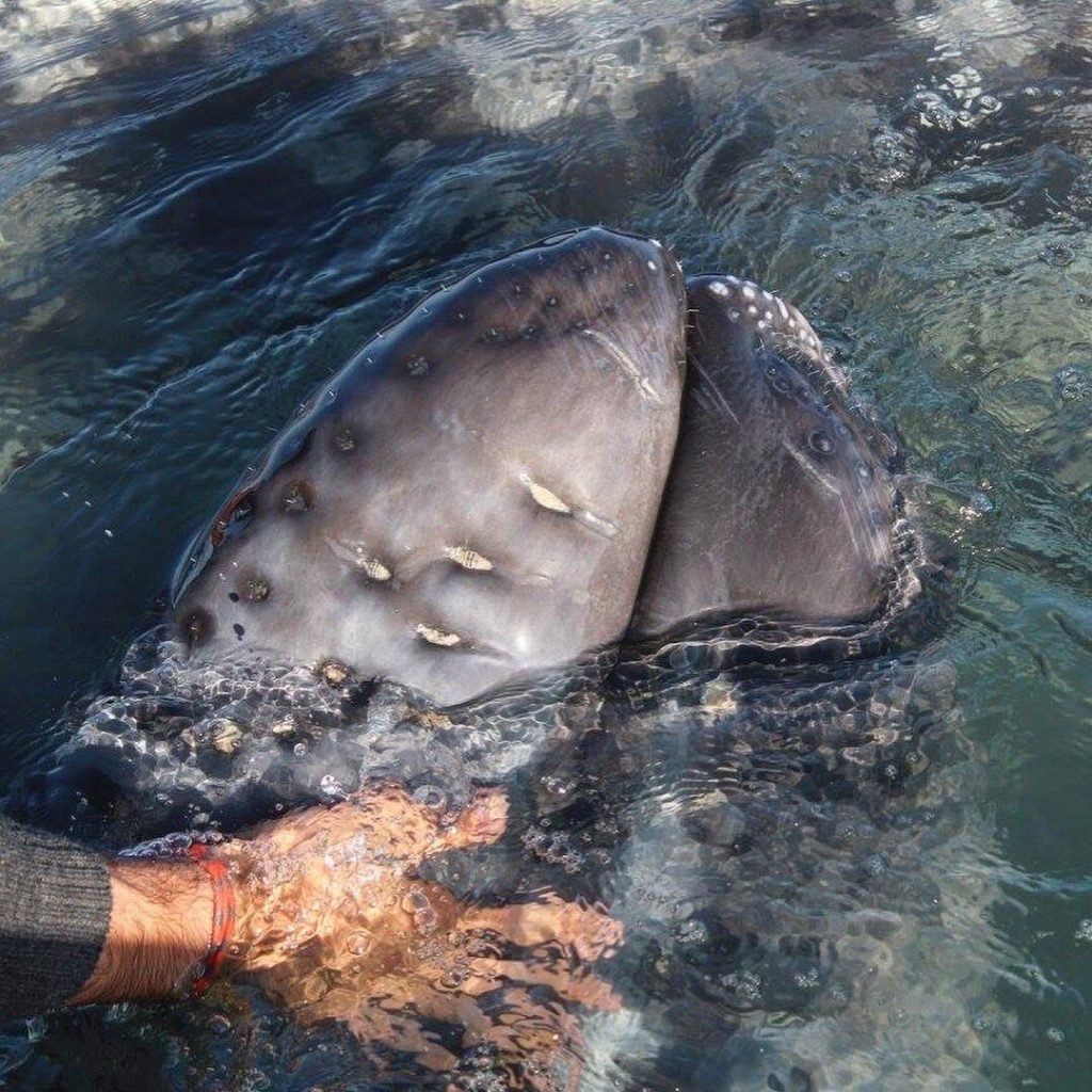 3 tours de ballenas imperdibles en Baja California Sur
