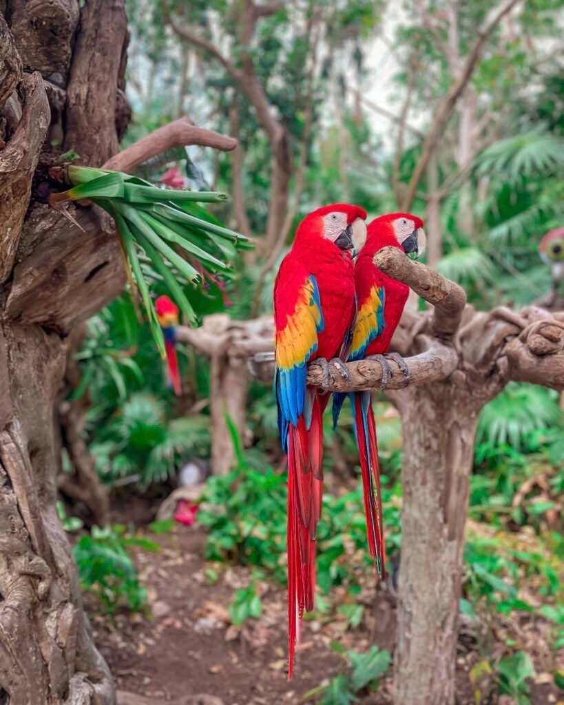 Consejos para sacar el máximo provecho a tu primera visita a Xcaret 2023